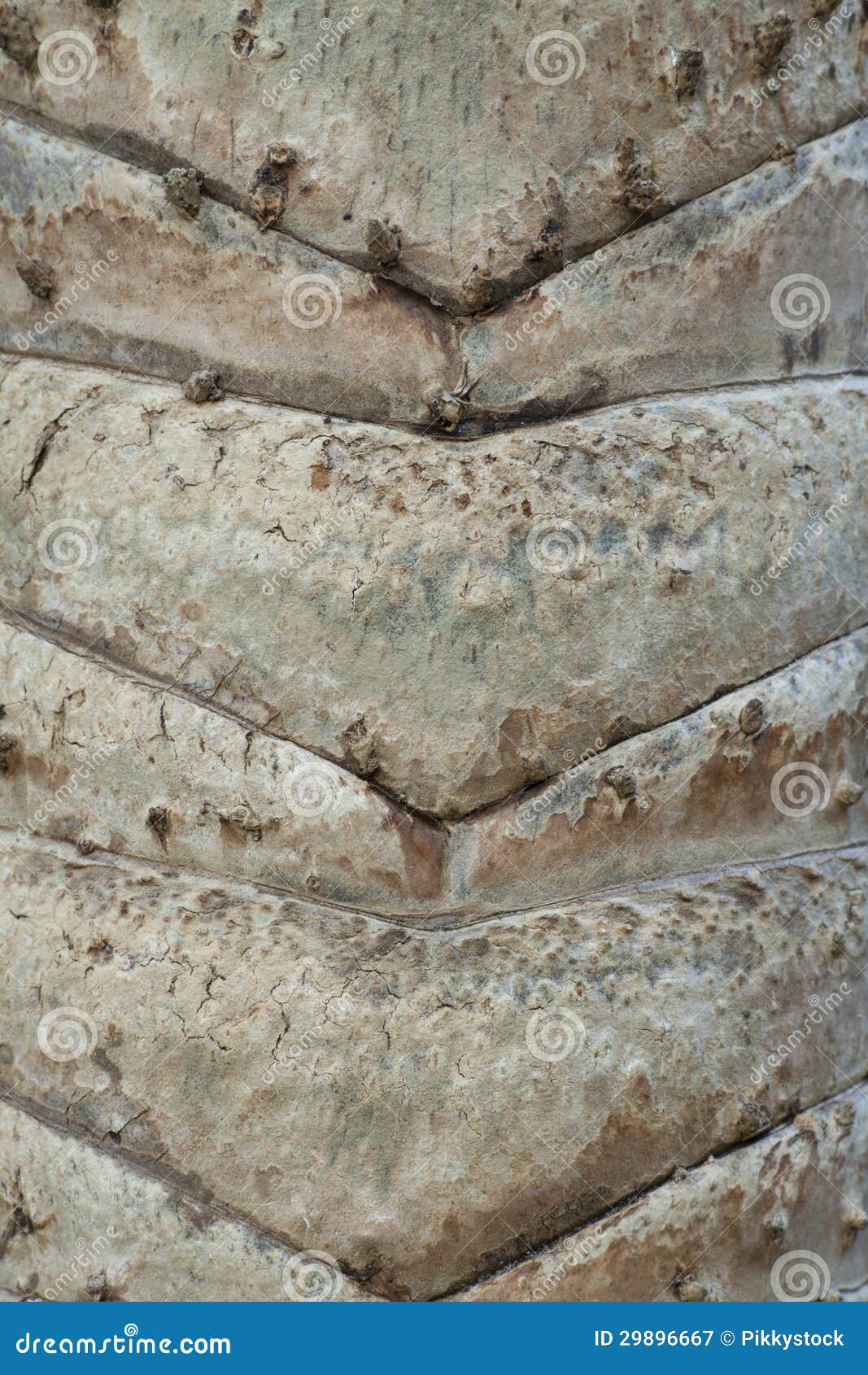 Palm tree bark stock image. Image of hardwood, color - 29896667