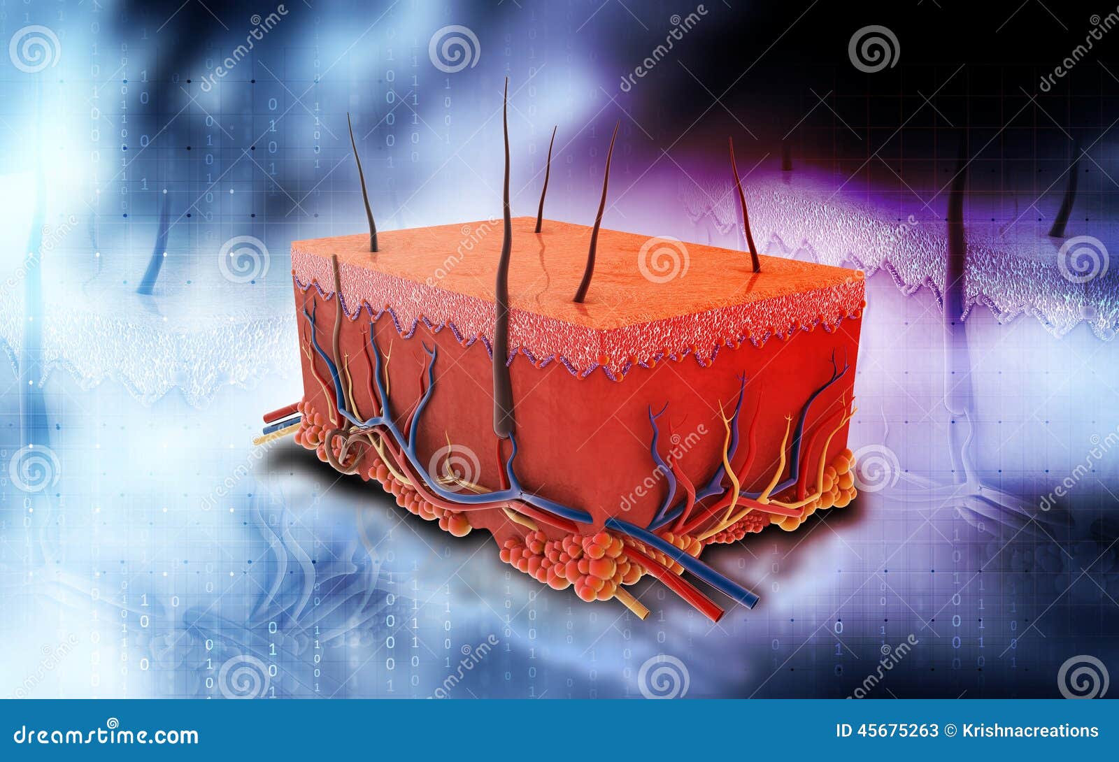Skin stock image. Image of biology, epidermis, artery - 45675263