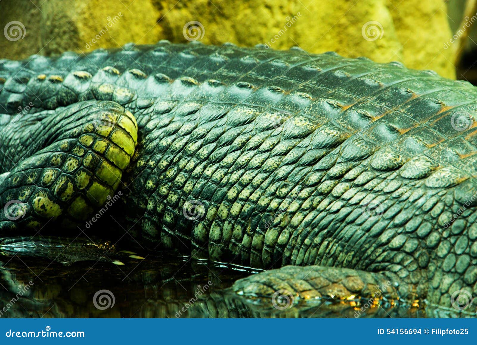 Skin gavials stock photo. Image of scaly, wildlife, indian - 54156694