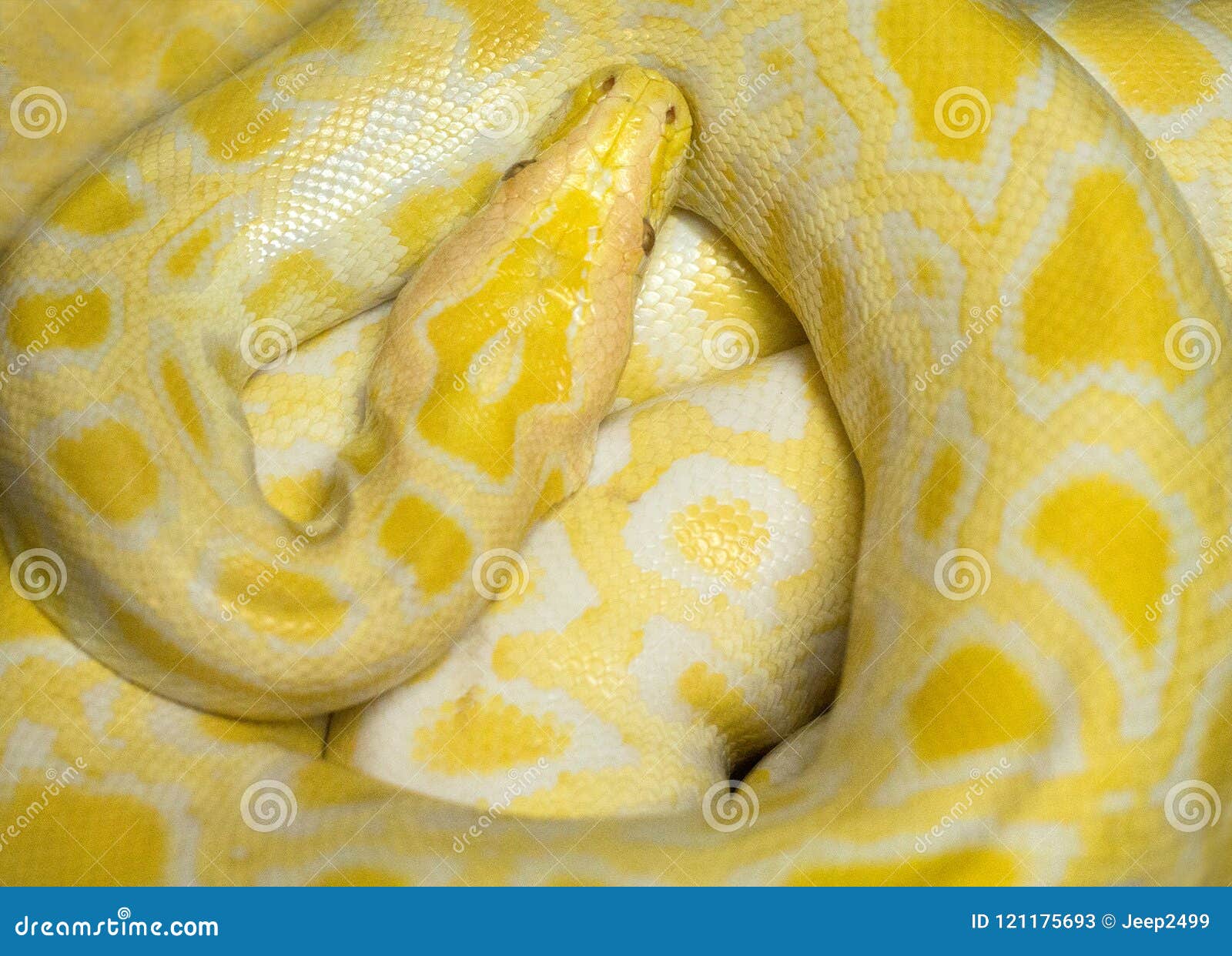 Skin of the golden boa. stock image. Image of skin, nature - 121175693
