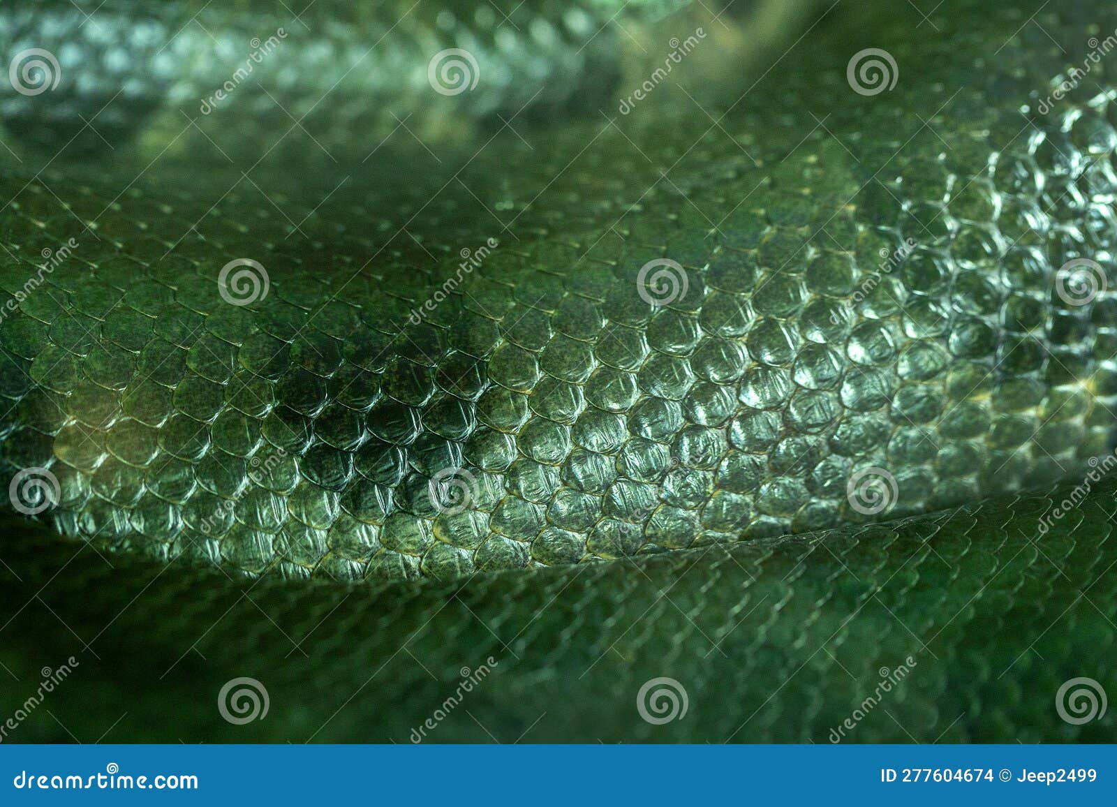 Skin of the Green Anaconda. Stock Photo - Image of textured, design ...