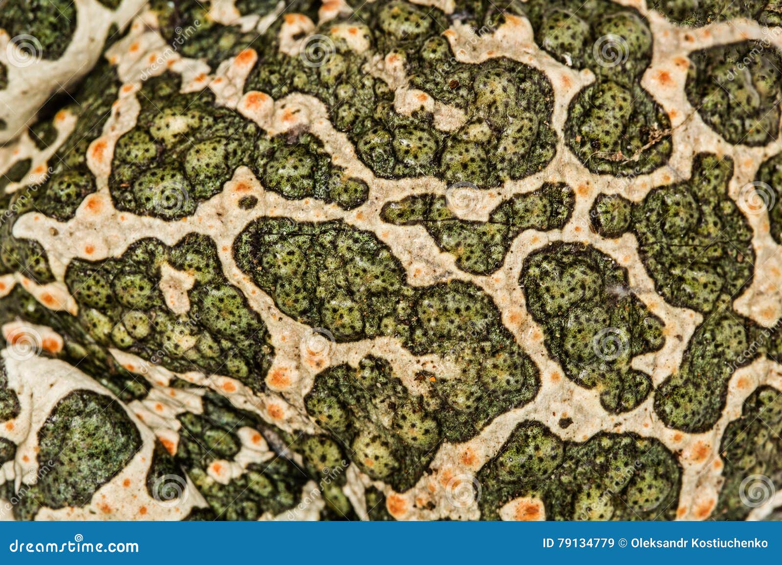 Skin of Green Toad, Spotted Natural Background Stock Image - Image of ...