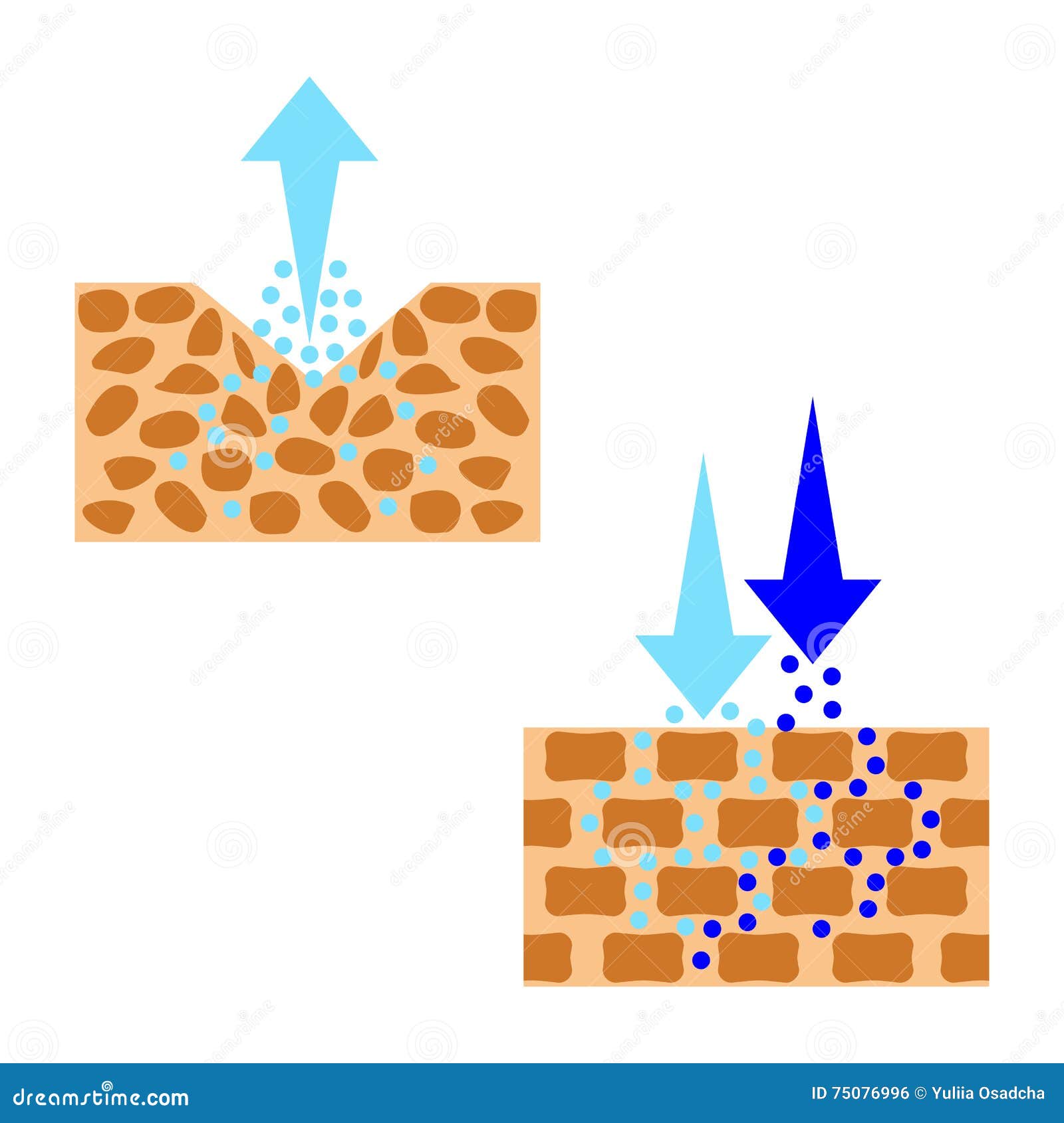 Skin Hydration Sectional View. Vector Illustration | CartoonDealer.com ...