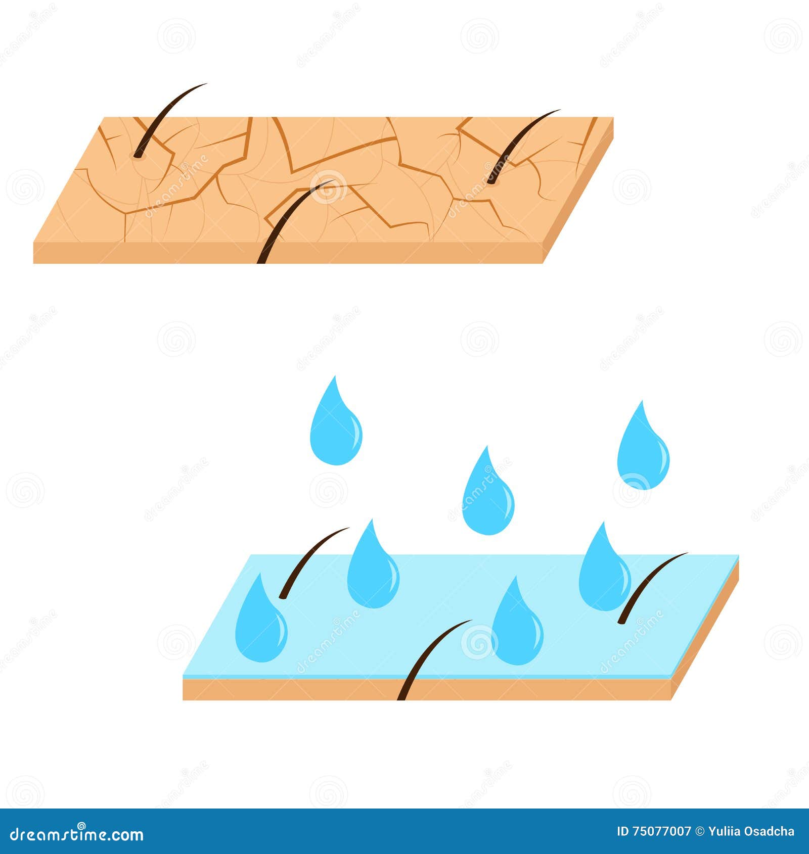 Skin Hydration Sectional View. Stock Vector - Illustration of cosmetic ...