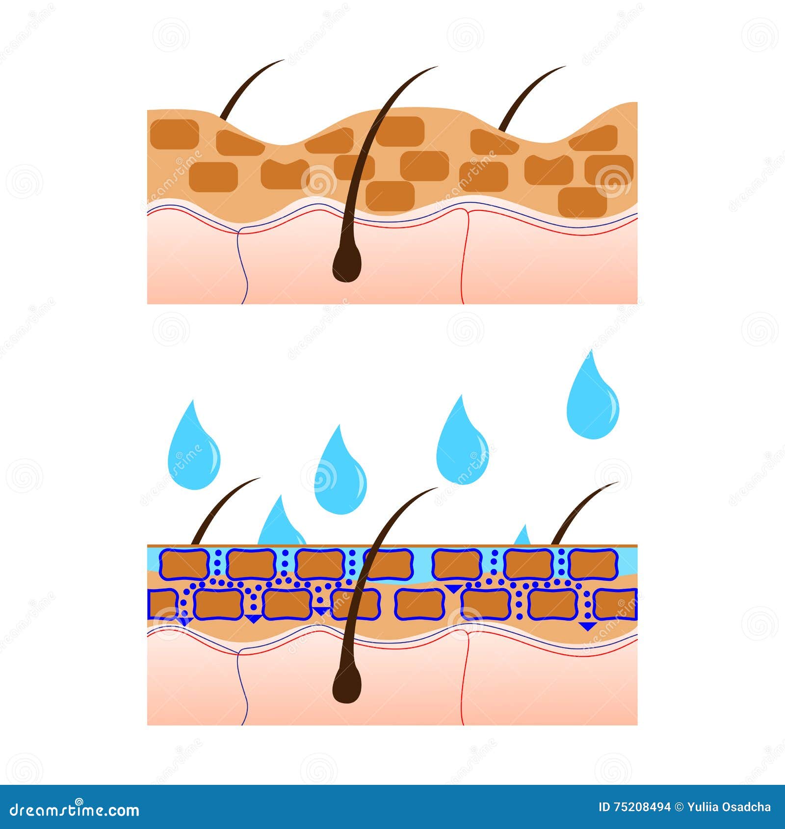 Skin Hydration Sectional View. Vector Illustration | CartoonDealer.com ...