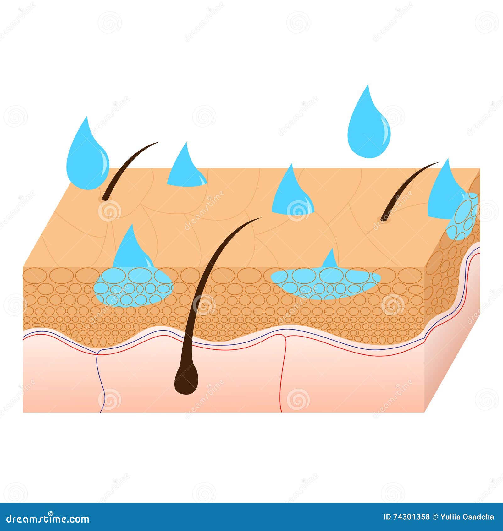 Skin Hydration Sectional View. Stock Vector - Illustration of oily ...