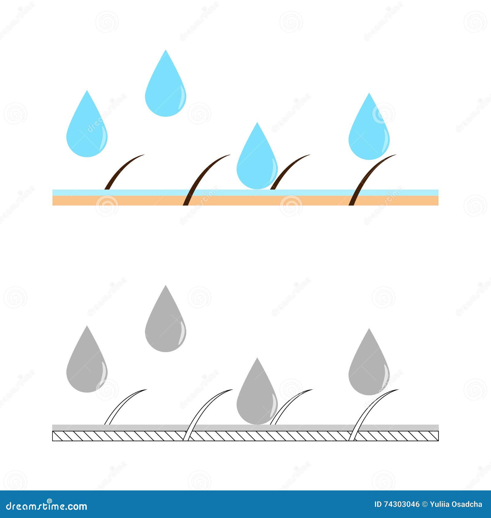 Skin Hydration Sectional View. Stock Vector - Illustration of ...