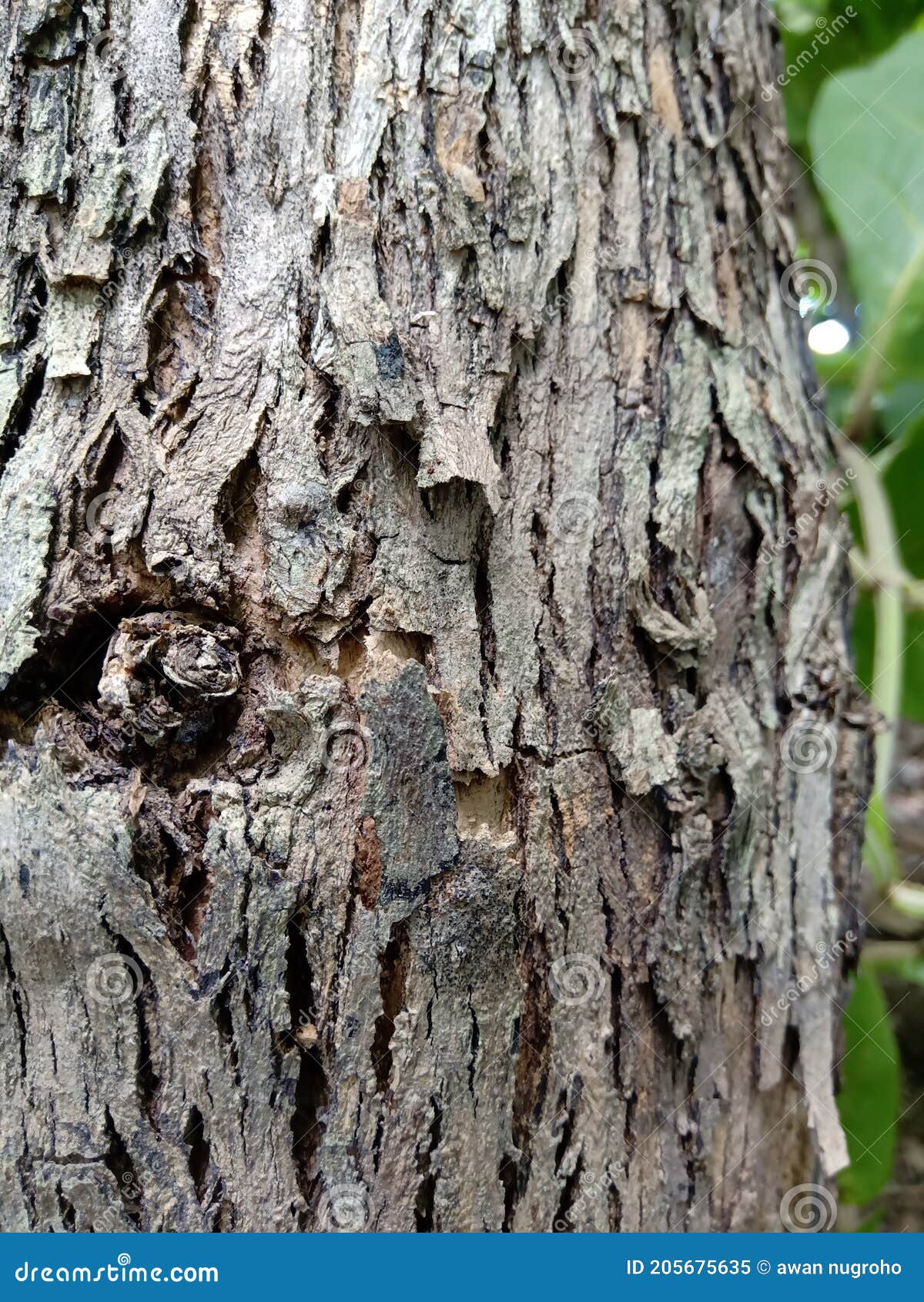 Jati Tree Or Teak Tree And Green Leaves Royalty-Free Stock Photo ...