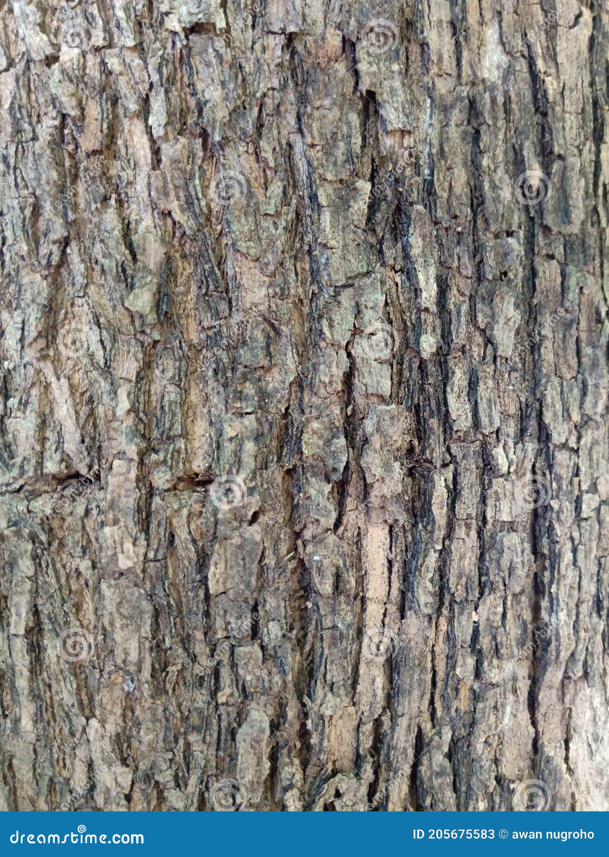 Jati Tree Or Teak Tree And Green Leaves Royalty-Free Stock Photo ...