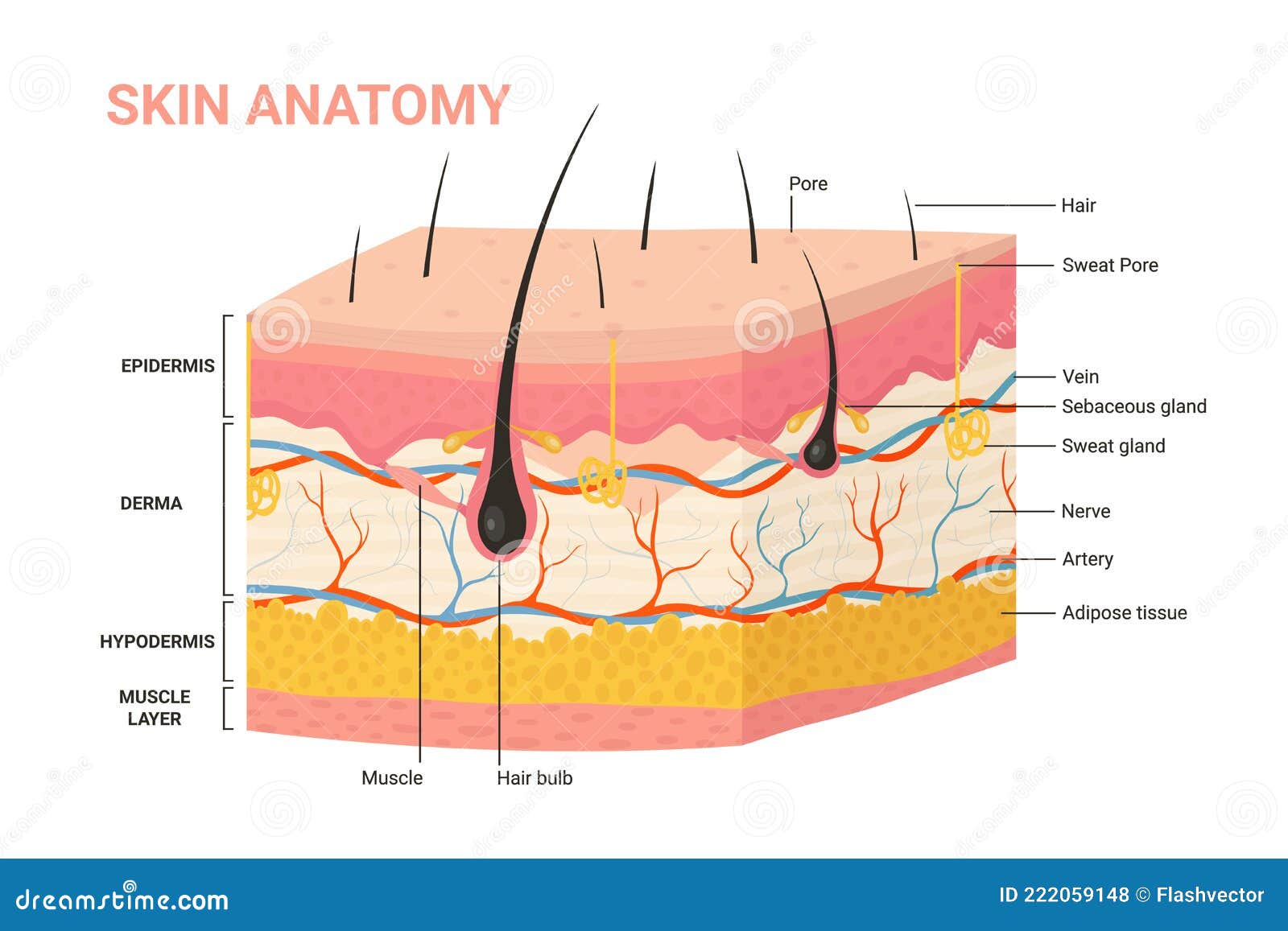 Skin Layers, Structure Anatomy Diagram, Human Skin Infographic ... Skin Layers, Structure Anatomy Diagram, Human Skin Infographic ...