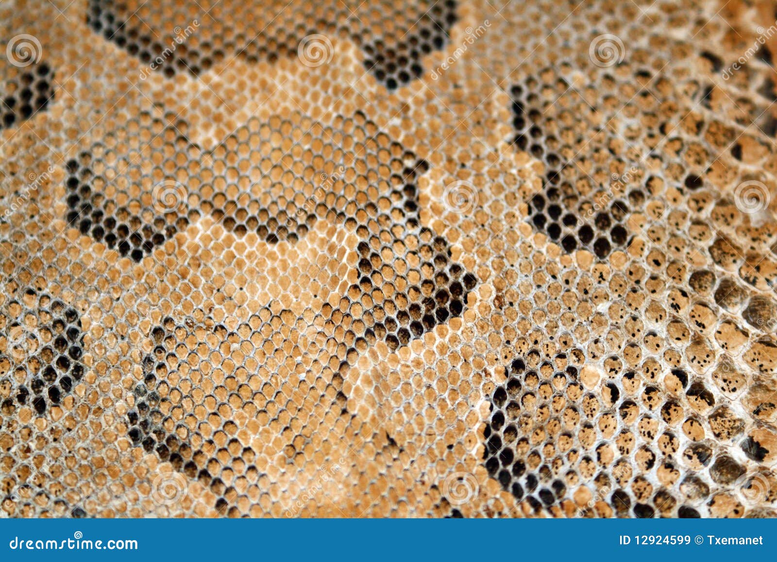 113 Lizard Money Stock Photos - Free & Royalty-Free Stock Photos from ...