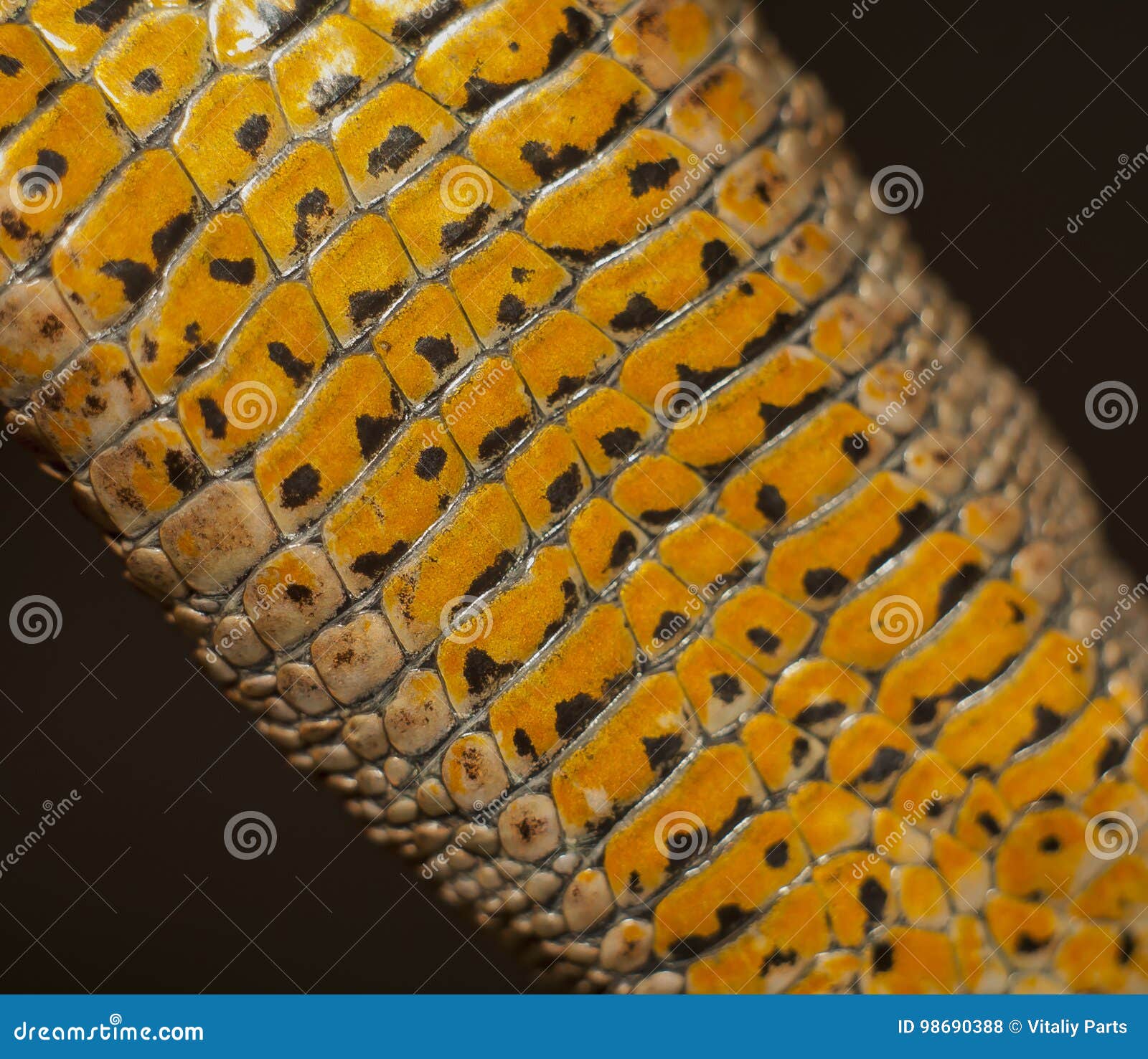 Skin of lizard stock photo. Image of nature, pattern - 98690388