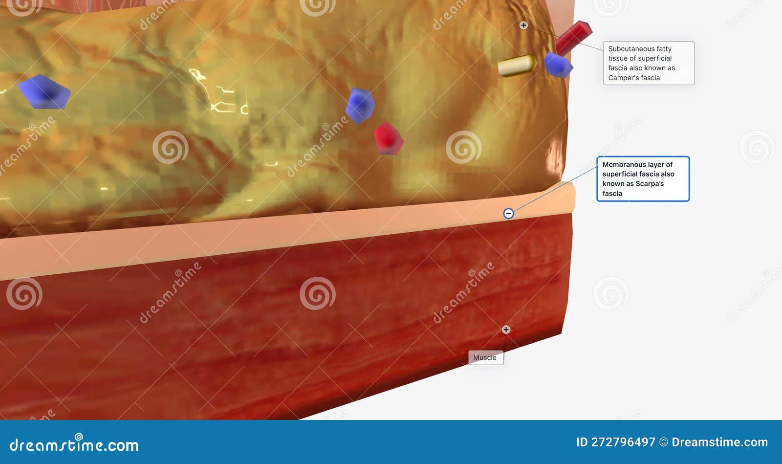 The Skin is Made Up of Several Layers of Tissue. the Most Superficial ...