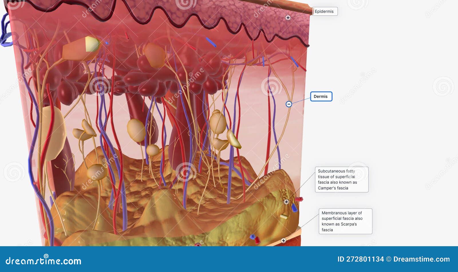 The Skin is Made Up of Several Layers of Tissue. the Most Superficial ... The Skin is Made Up of Several Layers of Tissue. the Most Superficial ...