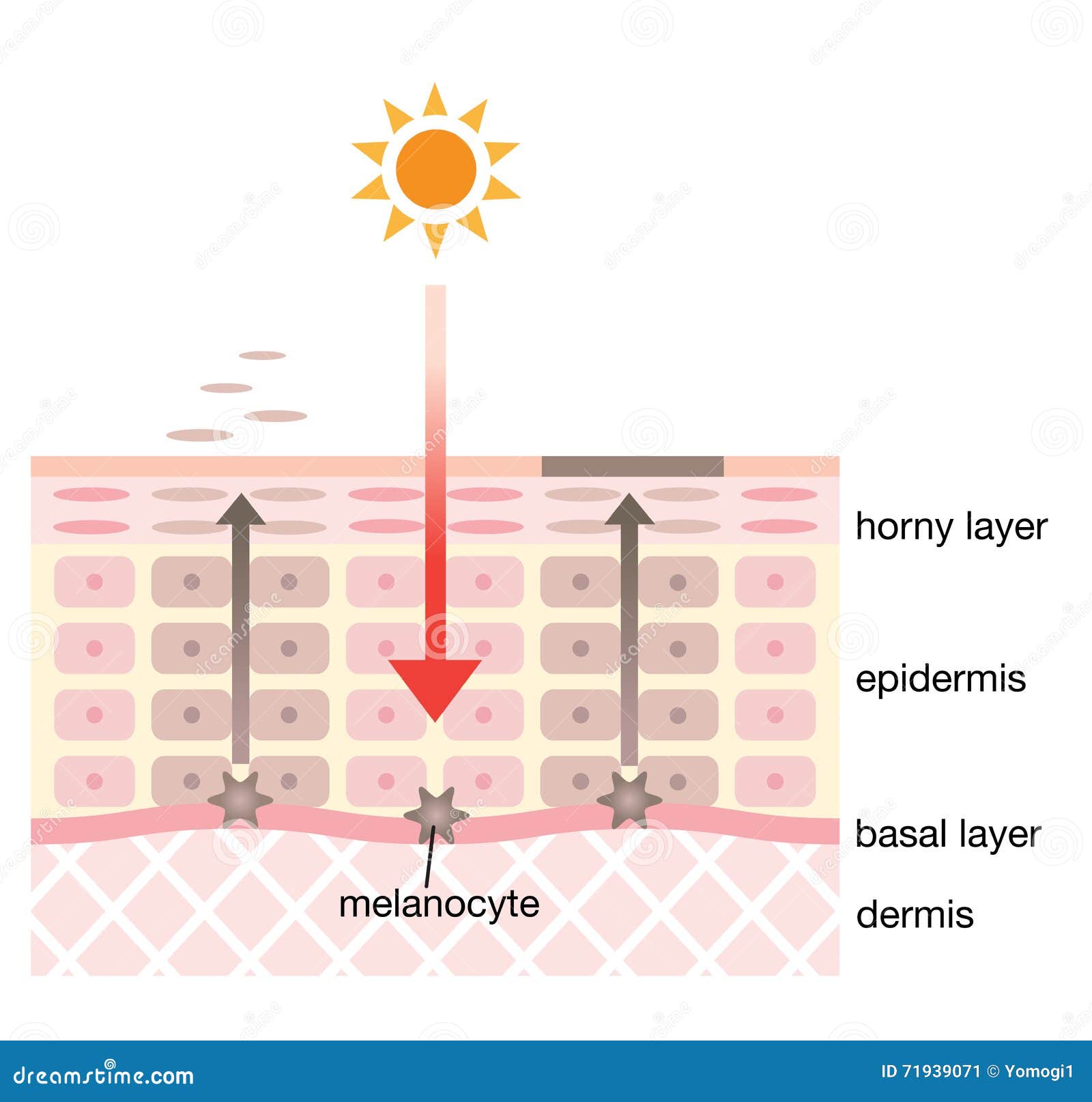 Skin Mechanism Of Blotches Cartoon Vector | CartoonDealer.com #71939071 Skin Mechanism Of Blotches Cartoon Vector | CartoonDealer.com #71939071