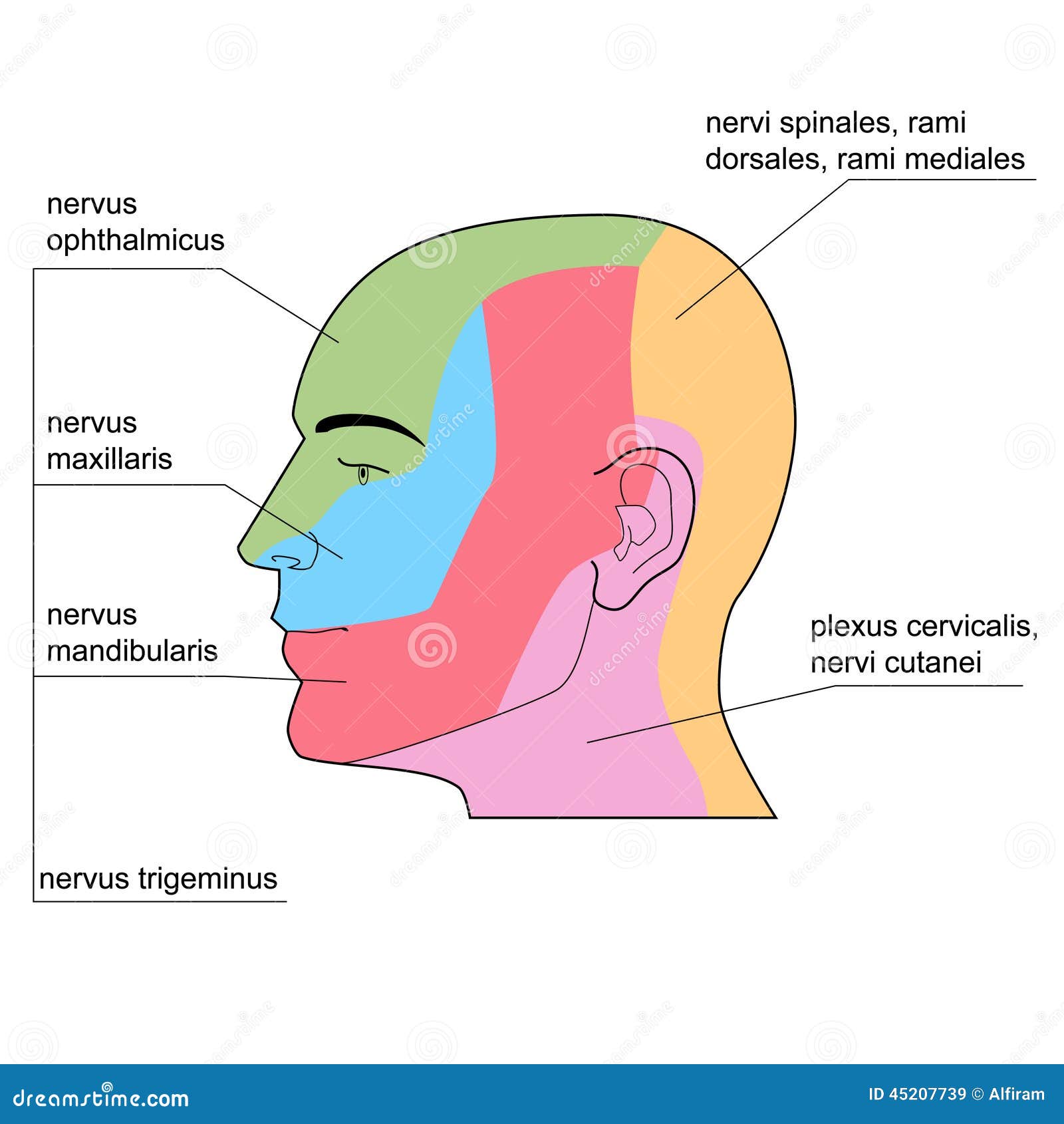 The Nerves Of The Head Royalty-Free Cartoon | CartoonDealer.com #162292418