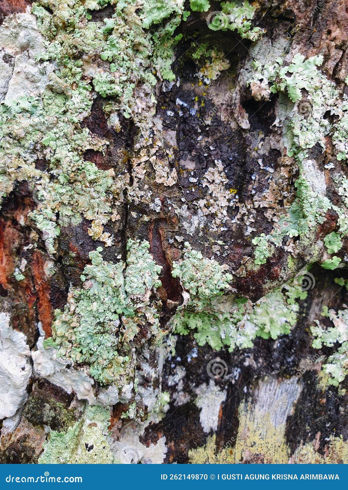 Skin of old big trees stock photo. Image of wildlife - 262149870