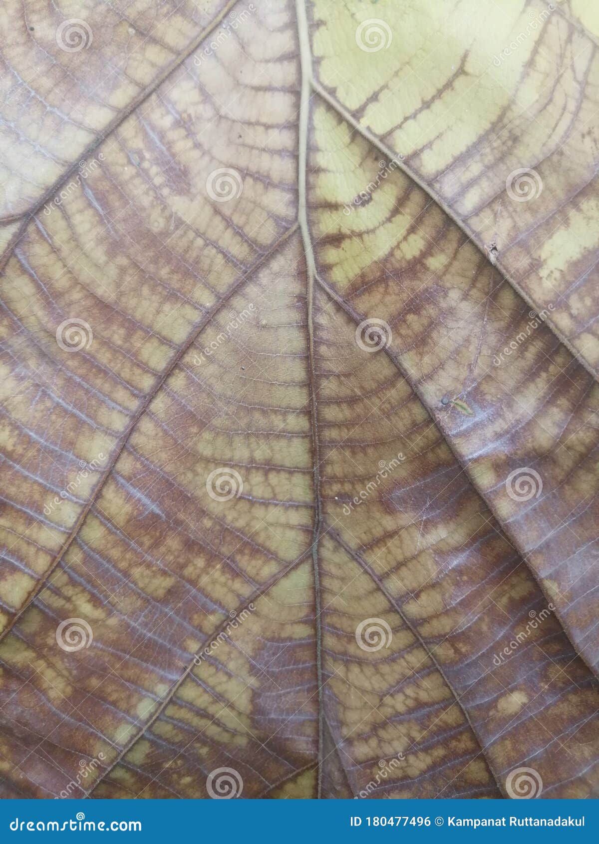 The Skin and the Pattern of the Leaves Stock Photo - Image of flooring ...