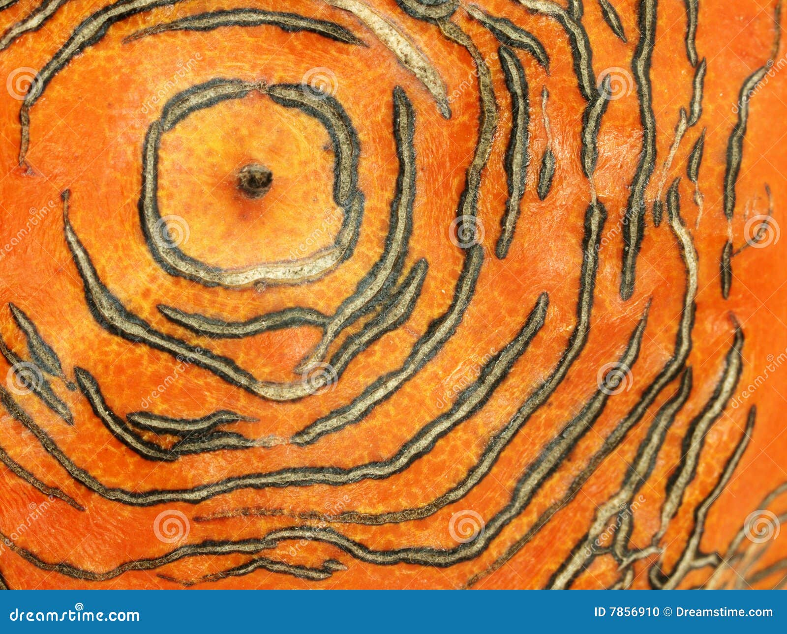 Skin of persimmon stock photo. Image of vitamin, close - 7856910