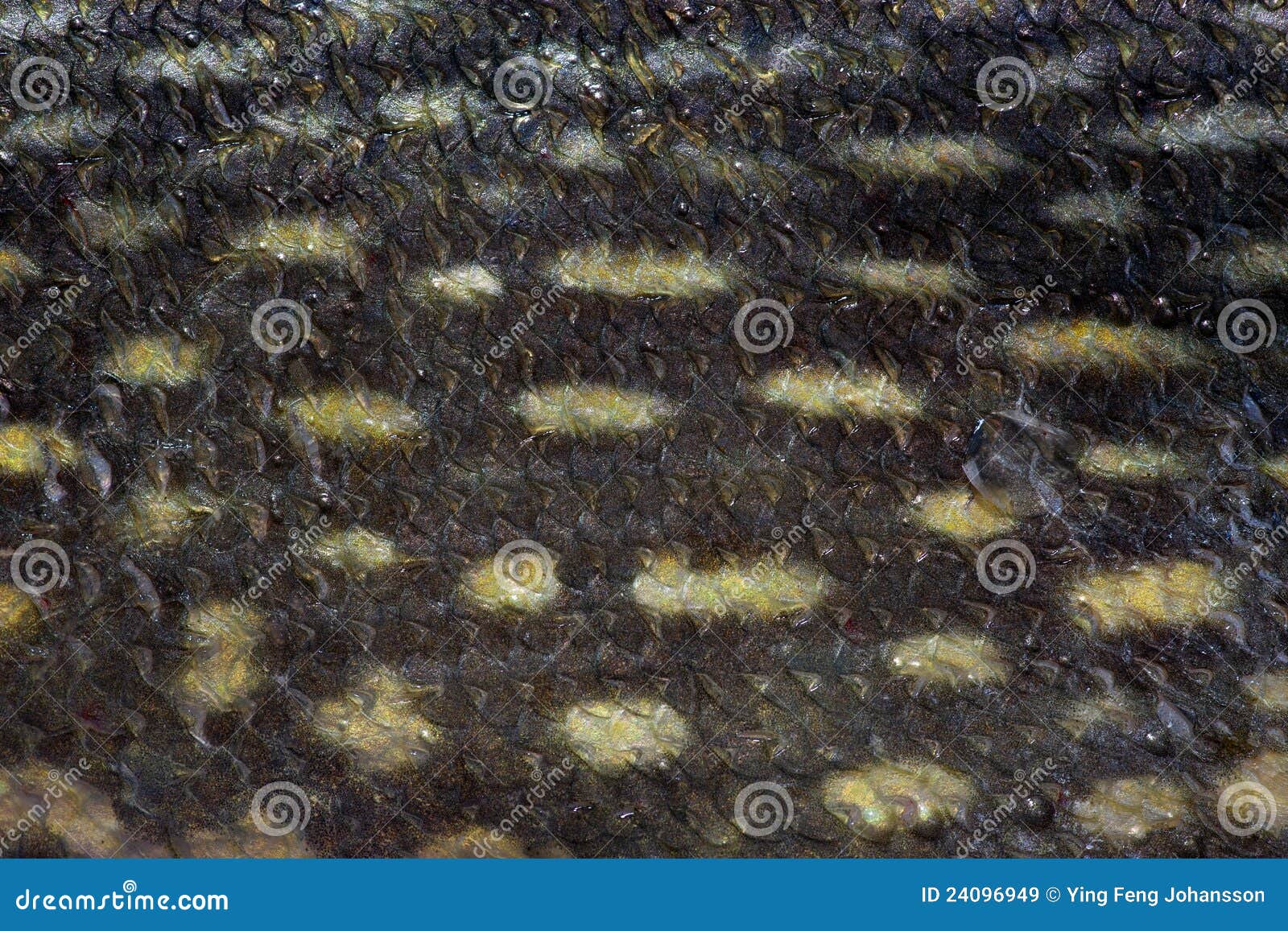 Texture Pike Skin Photos - Free & Royalty-Free Stock Photos from Dreamstime