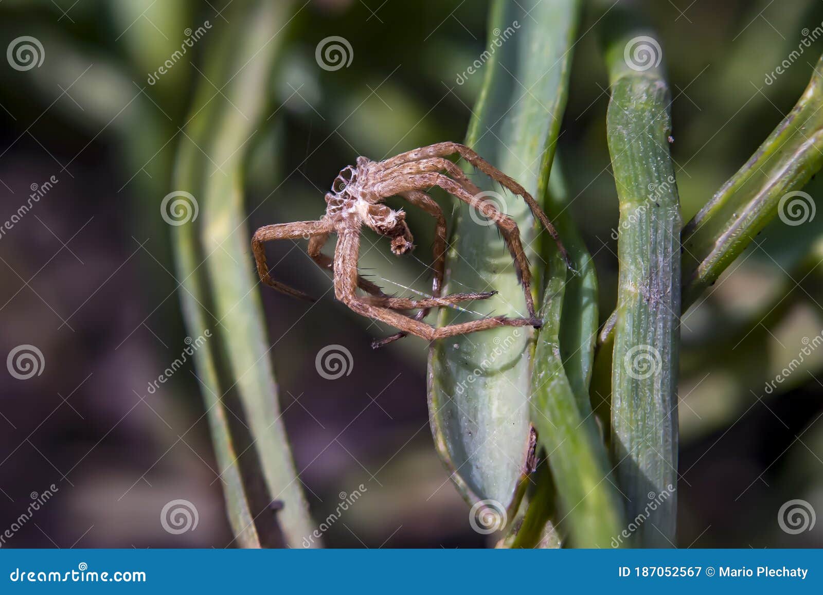 Spider. Close Up Camel Spider Under Light Camel Spider Has Long Hair ...