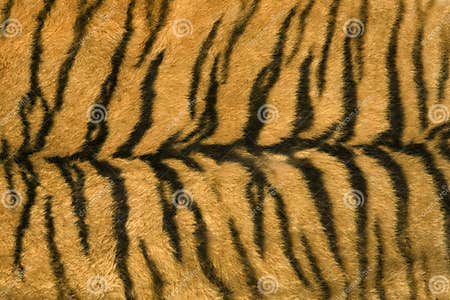 Skin s texture of tiger stock photo. Image of animal, bristle - 5282004