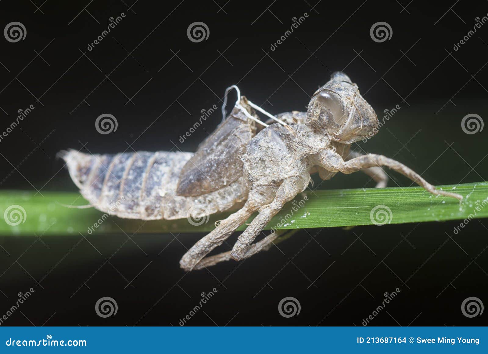 Skin Shedding of an Odonata Species Insect. Stock Photo - Image of ...
