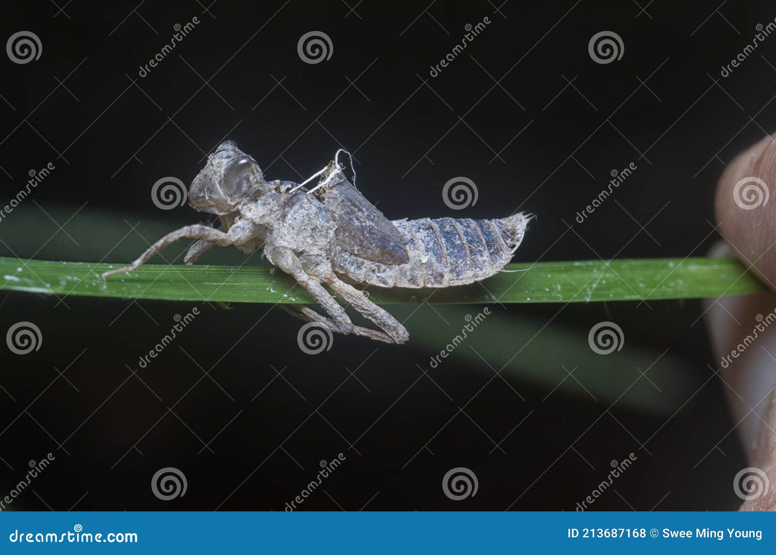 Skin Shedding of an Odonata Species Insect. Stock Photo - Image of ...