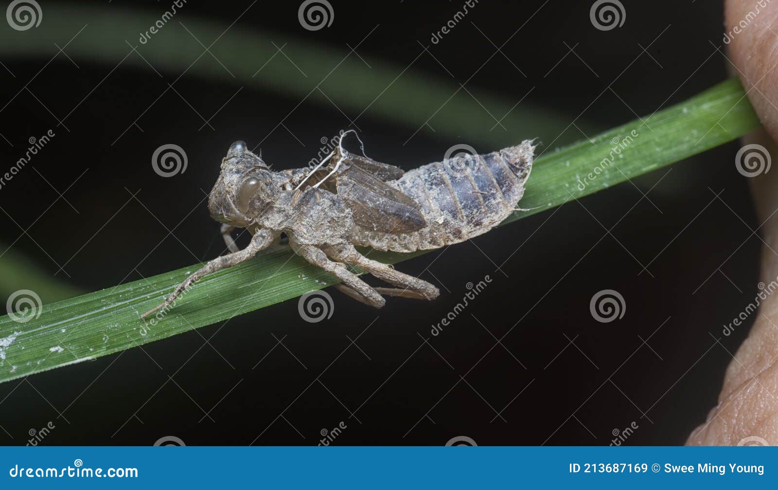 Skin Shedding of an Odonata Species Insect. Stock Image - Image of ...