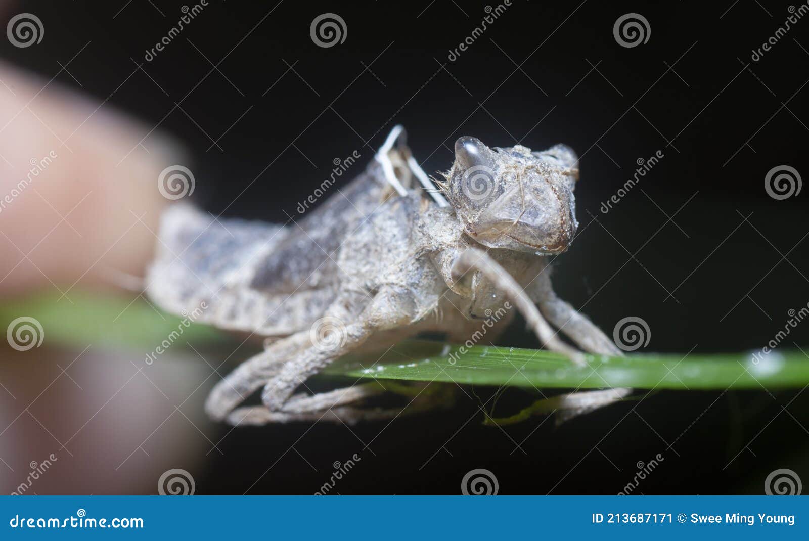 Skin Shedding of an Odonata Species Insect. Stock Image - Image of ...