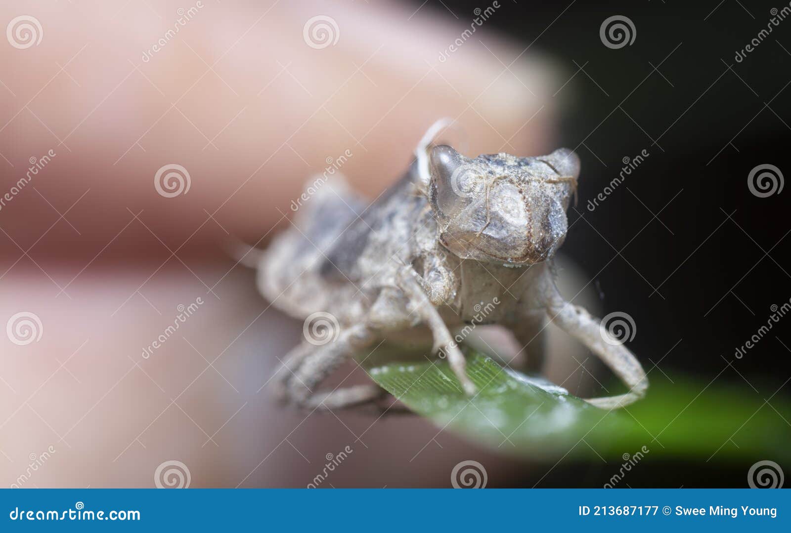 Skin Shedding of an Odonata Species Insect. Stock Image - Image of ...
