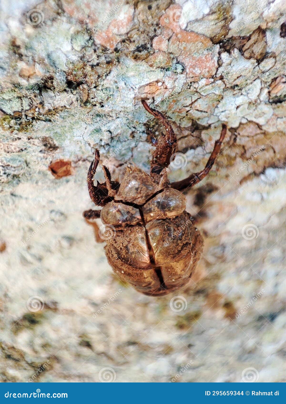 Skin or Shell Exuvia Released during the Molting Process in Animals ...