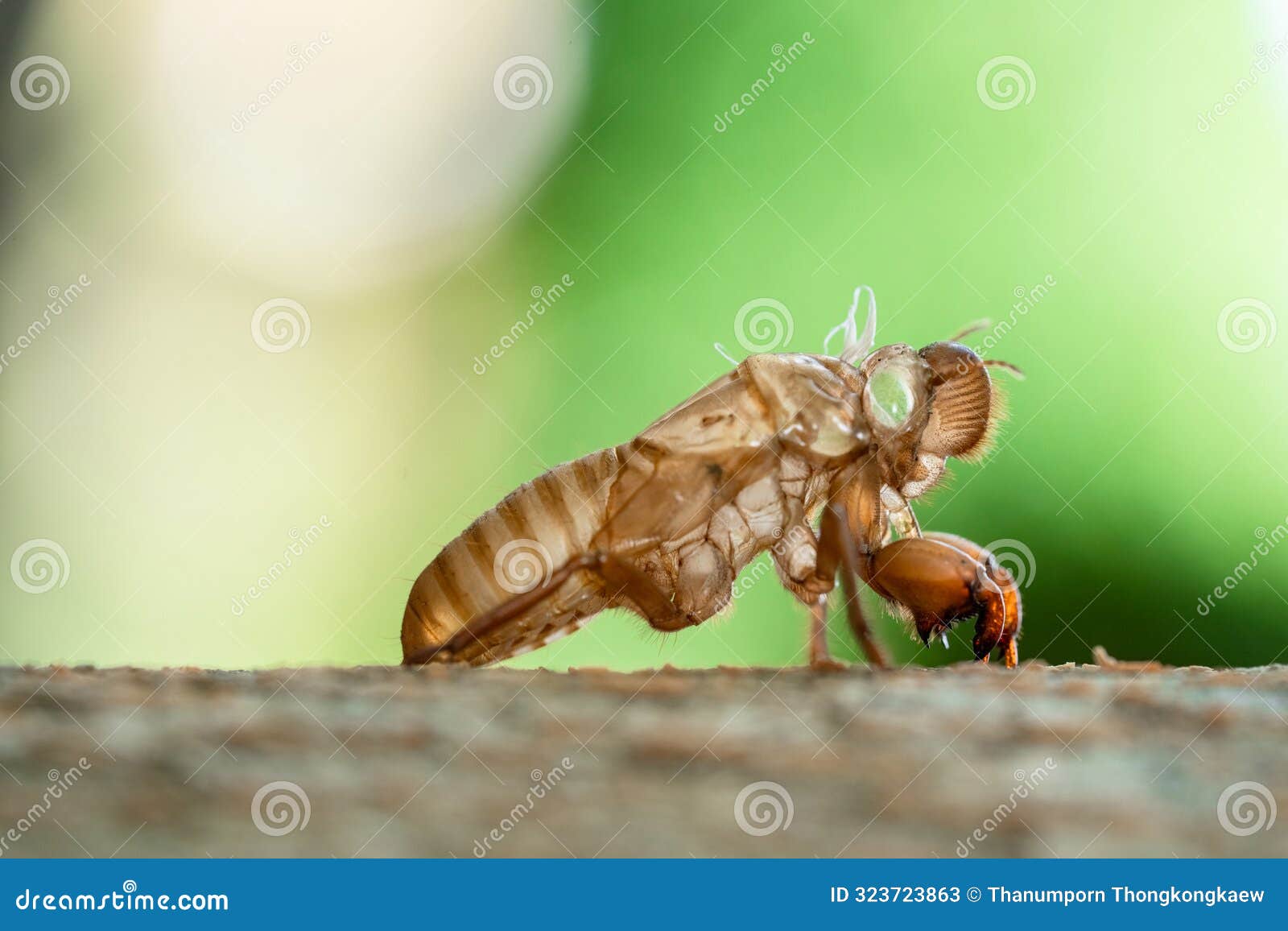 Skin Shell of Sing Cicada on Tree Trunk Stock Image - Image of ...