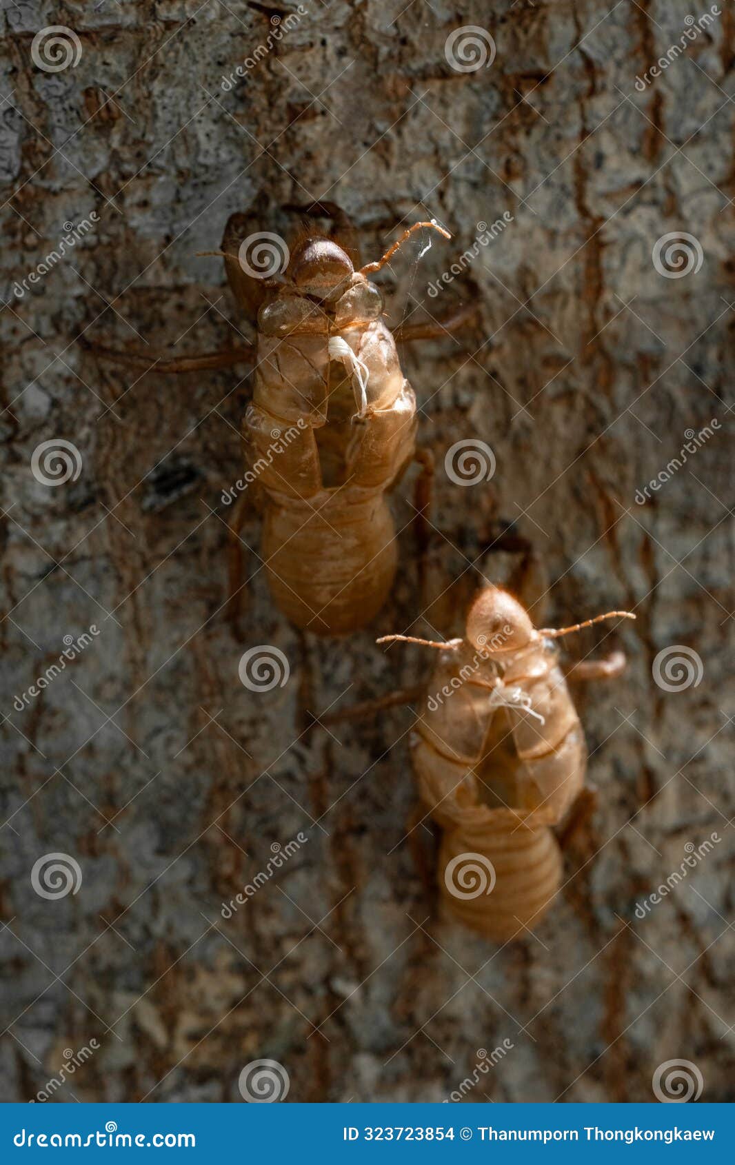 Skin Shell of Sing Cicada on Tree Trunk Stock Photo - Image of moult ...