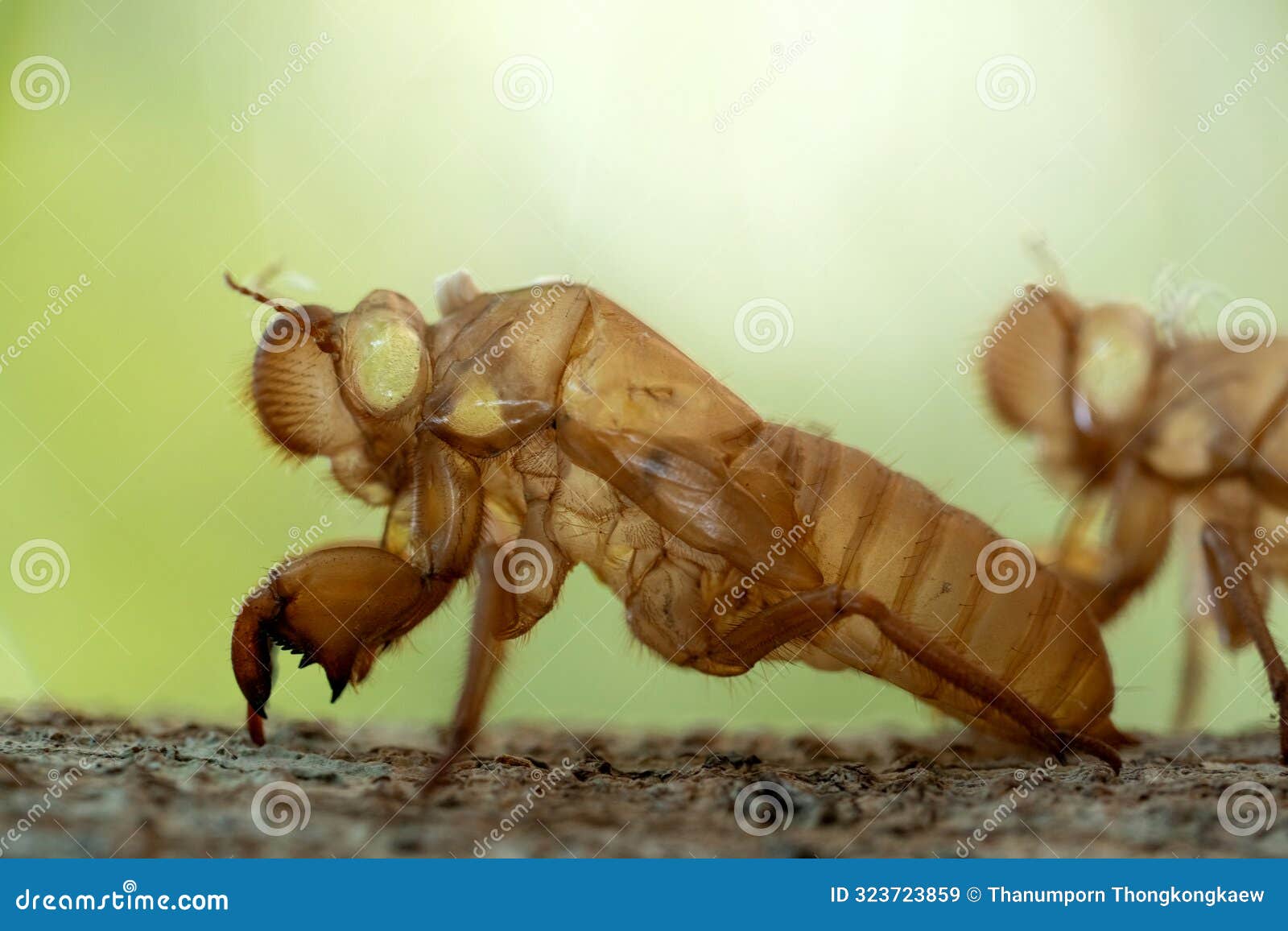 Skin Shell of Sing Cicada on Tree Trunk Stock Image - Image of wings ...