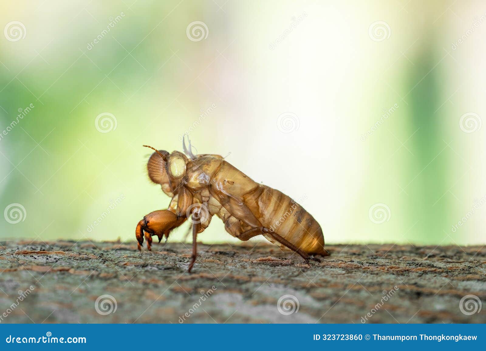 Skin Shell of Sing Cicada on Tree Trunk Stock Photo - Image of wood ...