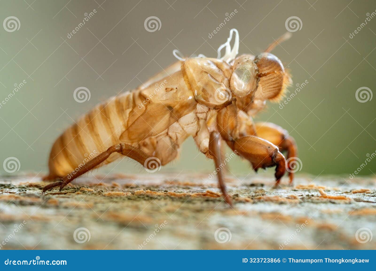 Skin Shell of Sing Cicada on Tree Trunk Stock Photo - Image of singing ...