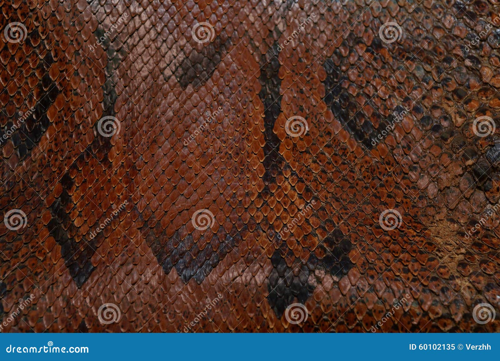Snake Pattern Design Royalty-Free Stock Photo | CartoonDealer.com ...