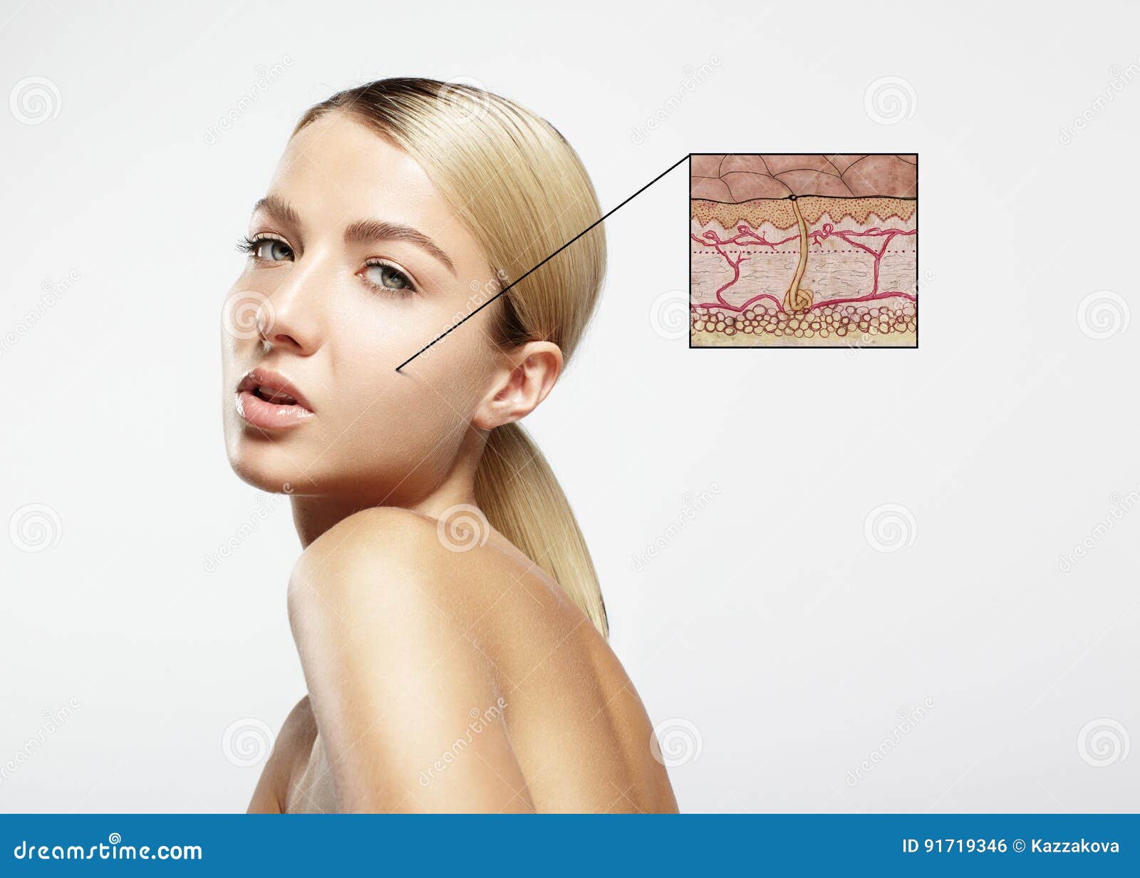 Skin structure concept stock photo. Image of education - 91719346