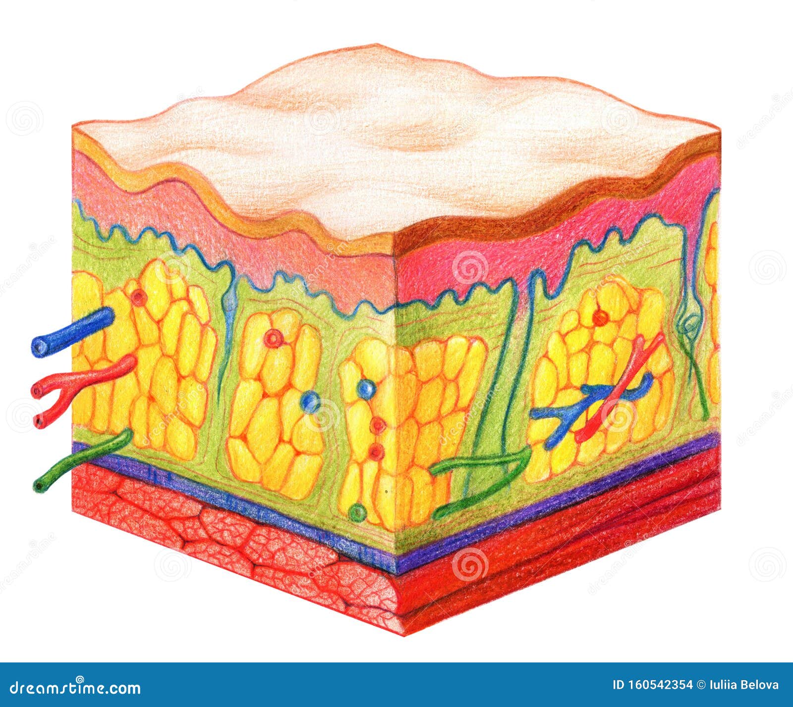 Skin, Structure of Skin on a White Background Stock Illustration ...