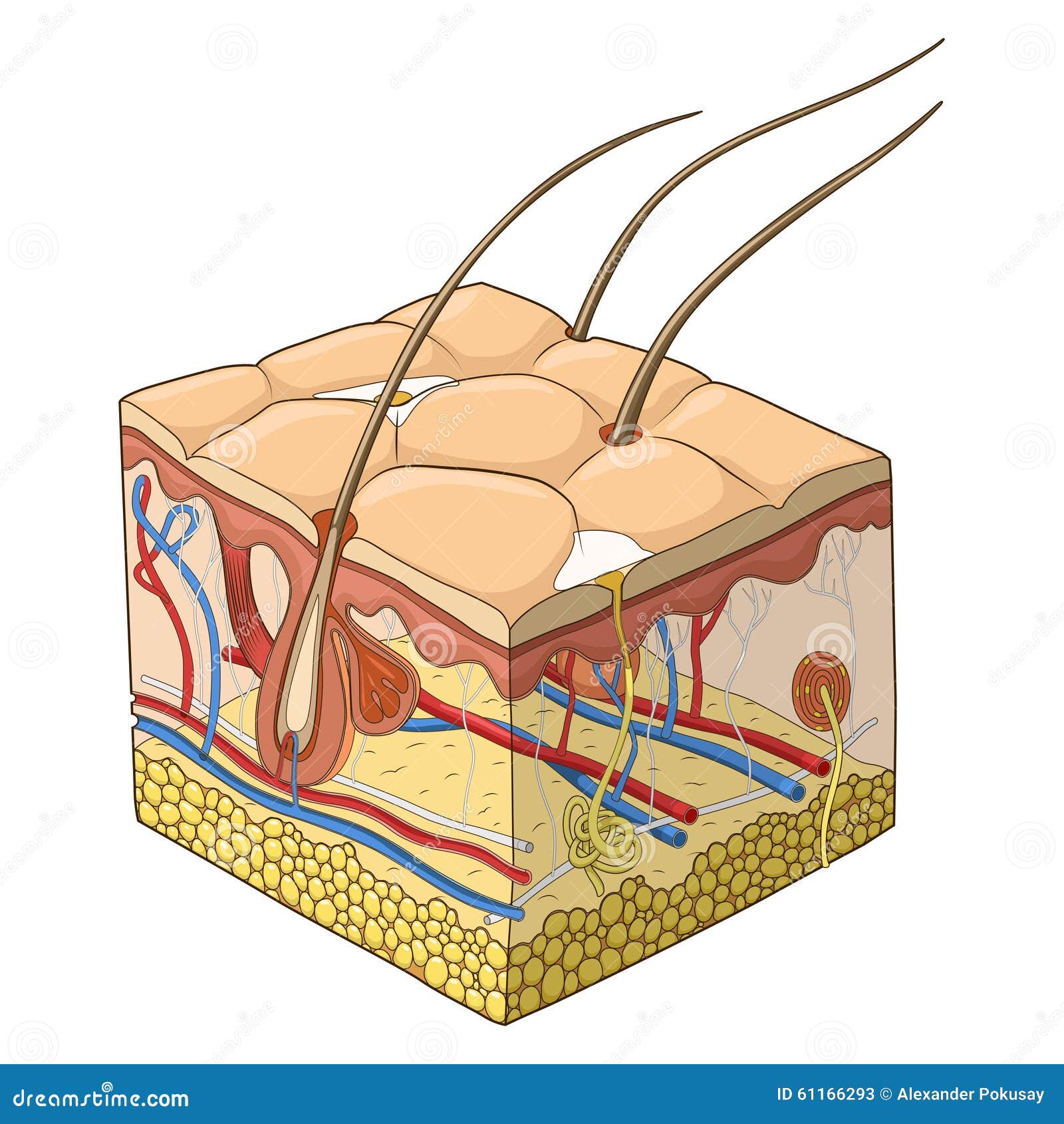 Skin Structure Vector Illustration Stock Vector - Illustration of ...