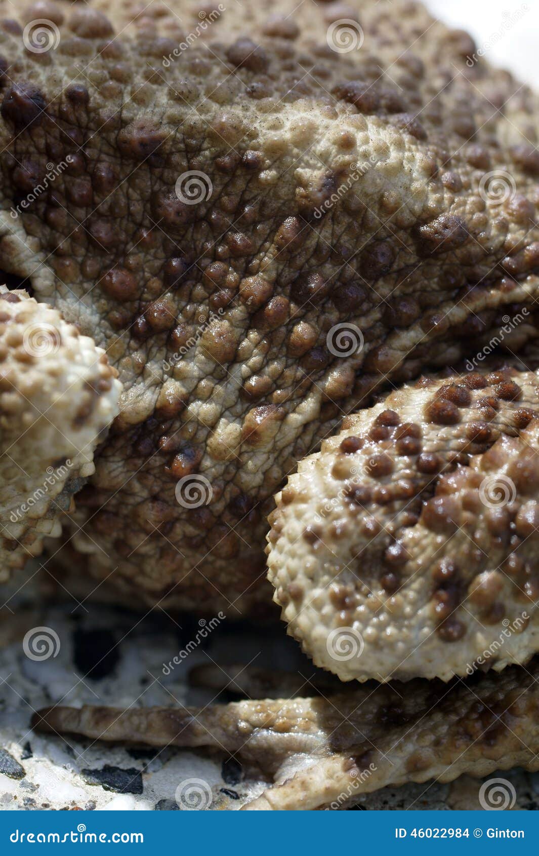 Skin surface of the toad stock photo. Image of surface - 46022984