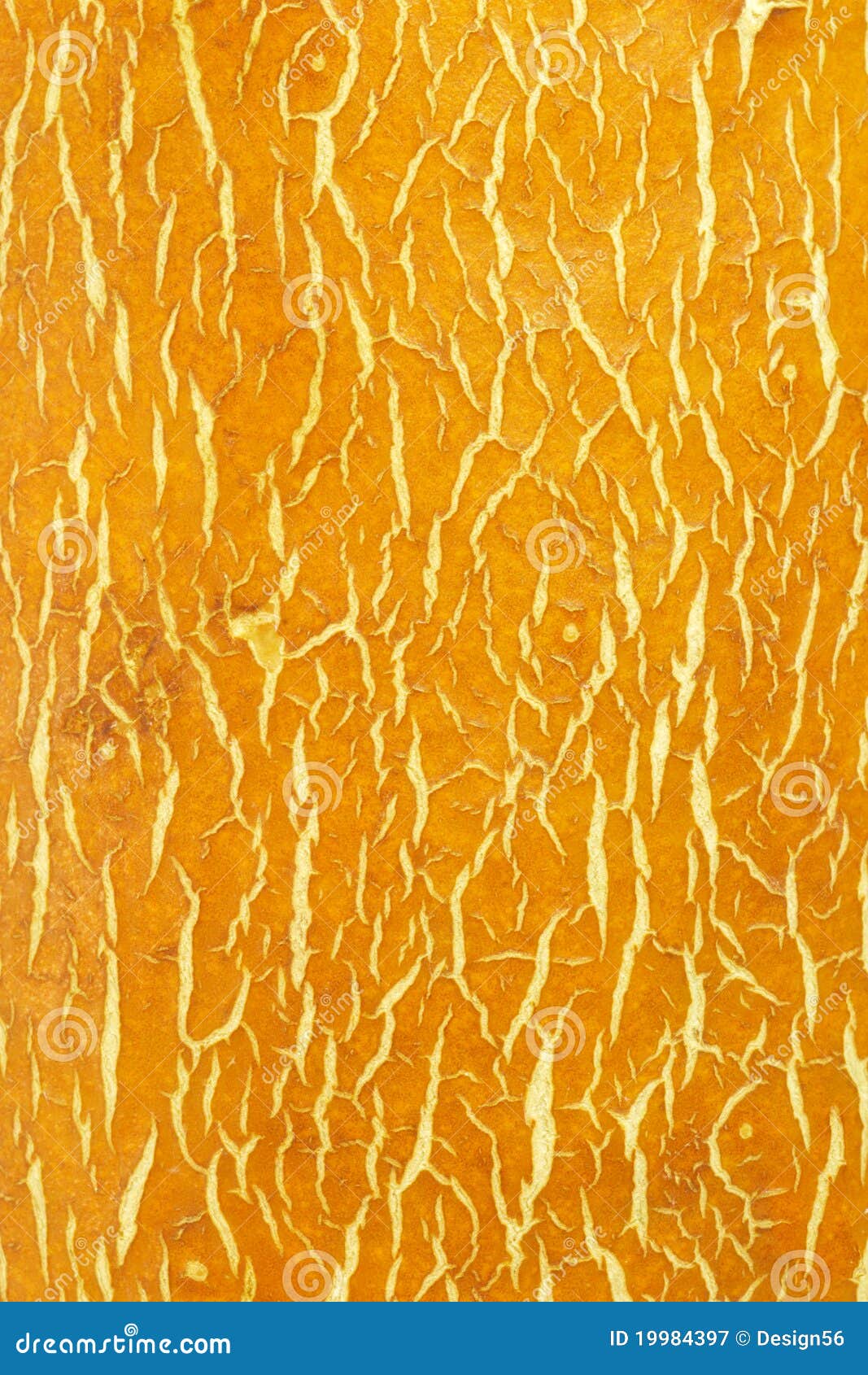 Skin Texture Of Chinese Yellow Cucumber Royalty-Free Stock Photography ...