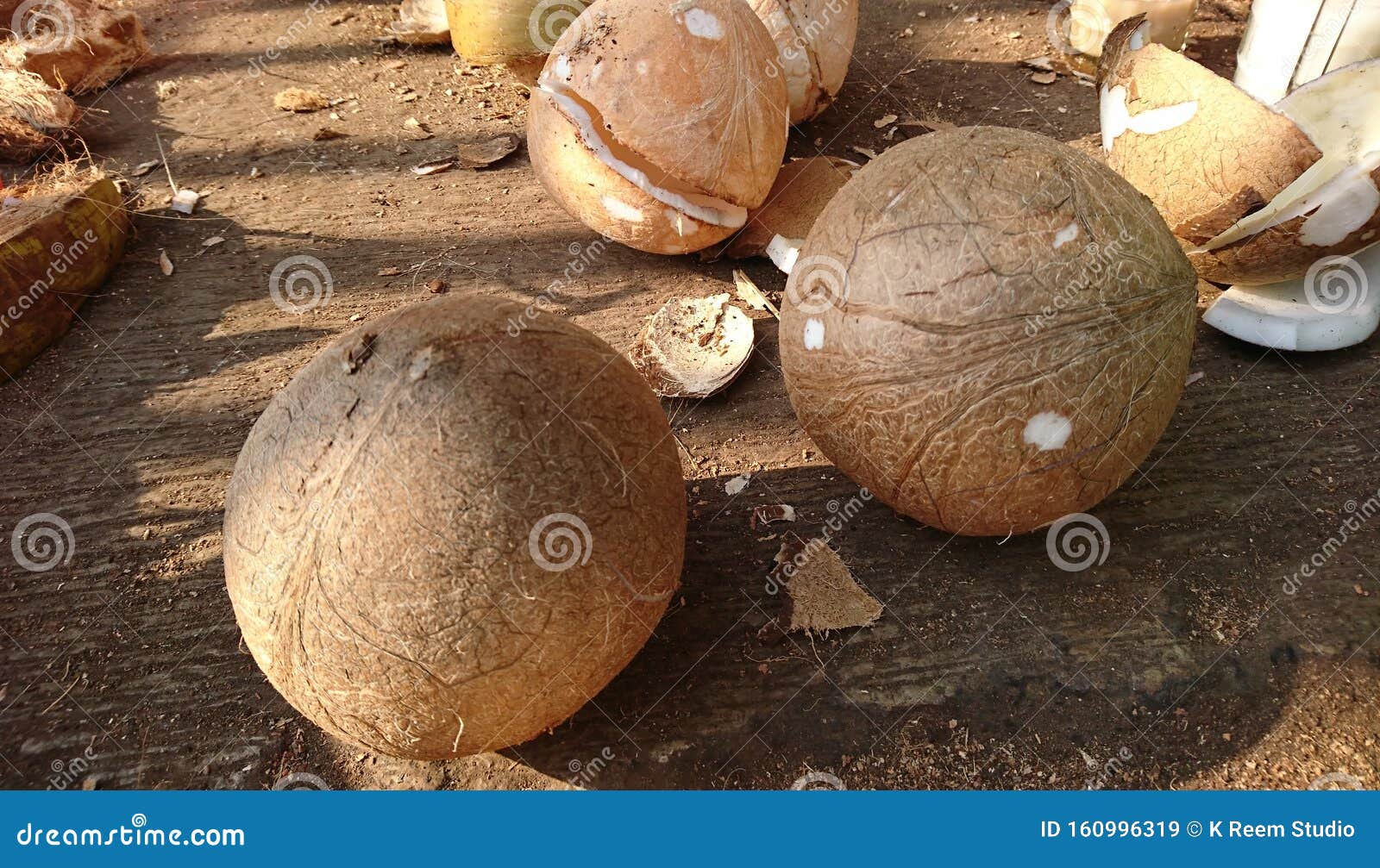 The Skin Texture of the Coconut Shell that Has Been Peeled Stock Image ...