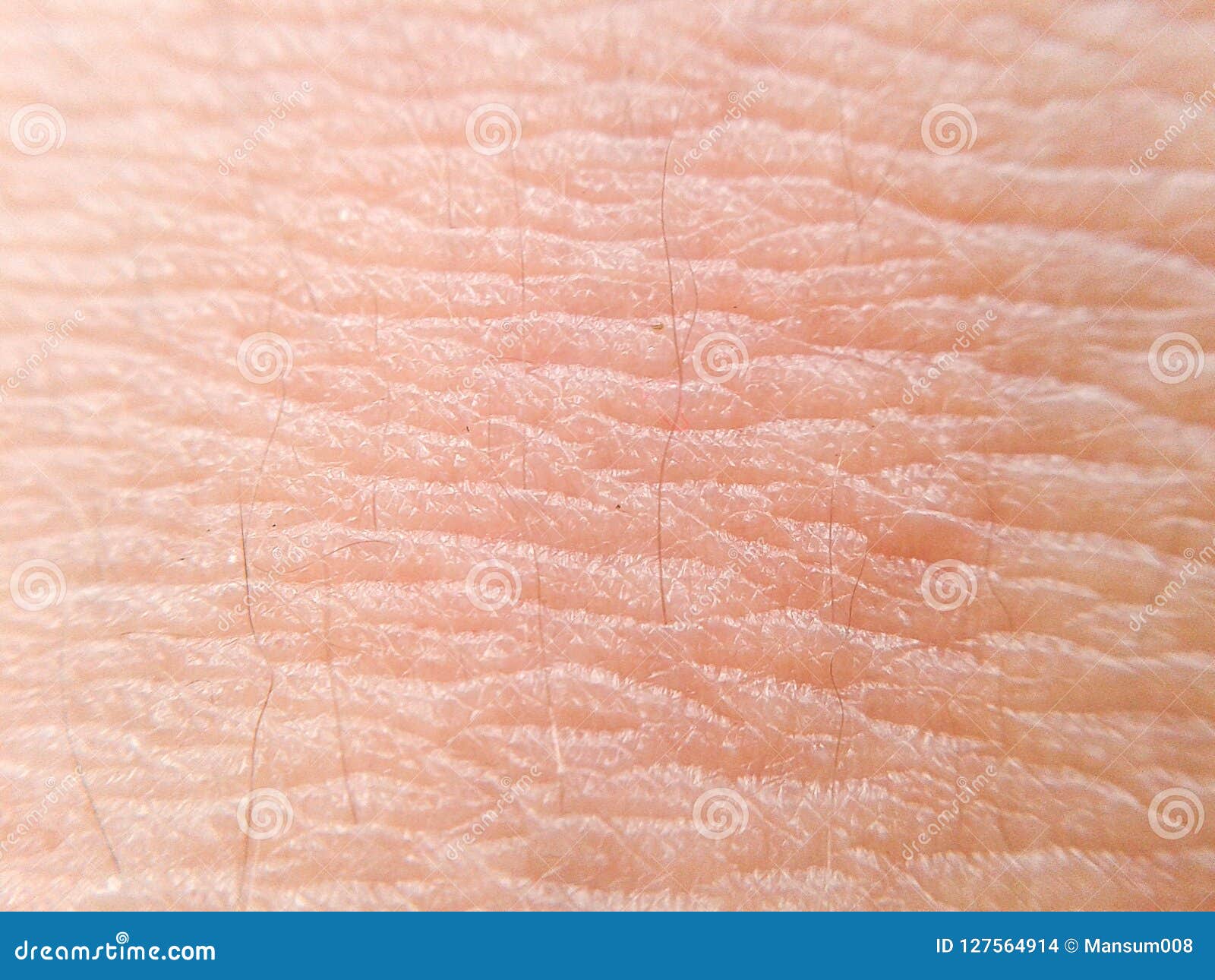 Skin texture macro stock photo. Image of rugged, rough - 127564914
