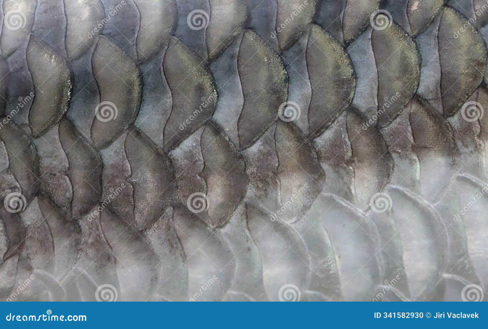 Skin of tor putitora fish stock photo. Image of food - 341582930