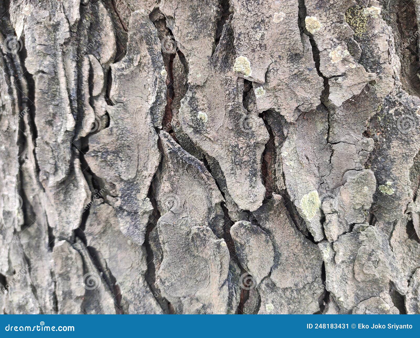 Skin Texture on a Tree Trunk in the Garden Stock Image - Image of ...