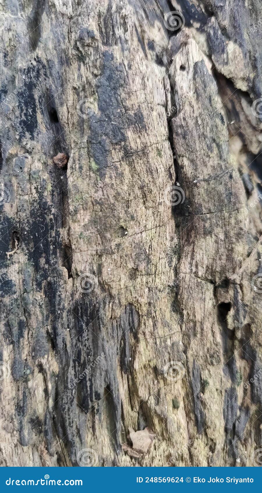 Skin Texture on a Tree Trunk in the Garden Stock Photo - Image of trunk ...