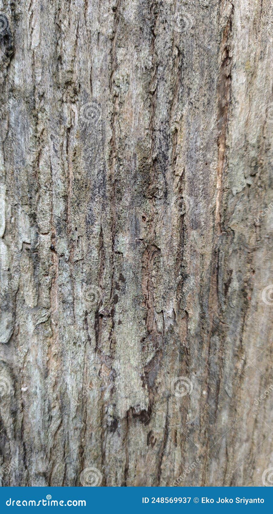 Skin Texture on a Tree Trunk in the Garden Stock Image - Image of wood ...