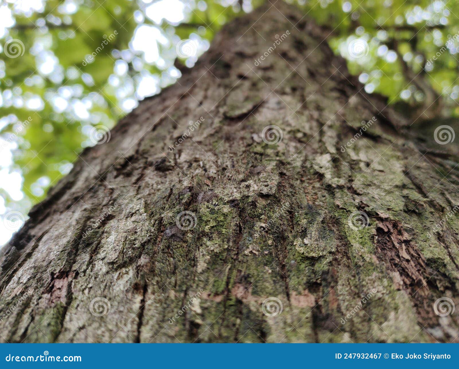 Skin Texture on a Tree Trunk in the Garden Stock Image - Image of tree ...